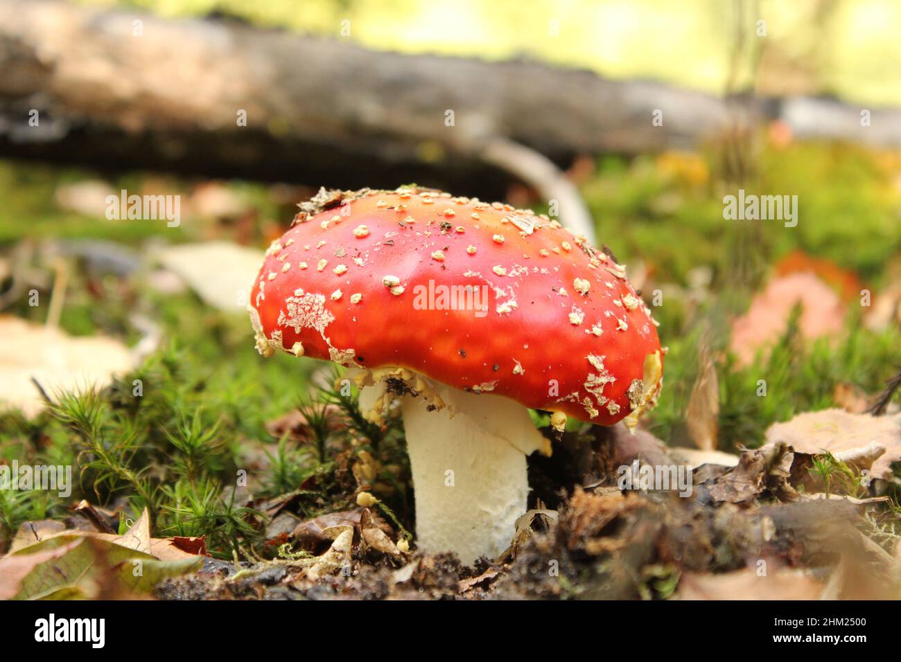 a little red fly agaric mushroom with white dots at the cap at the soil ...