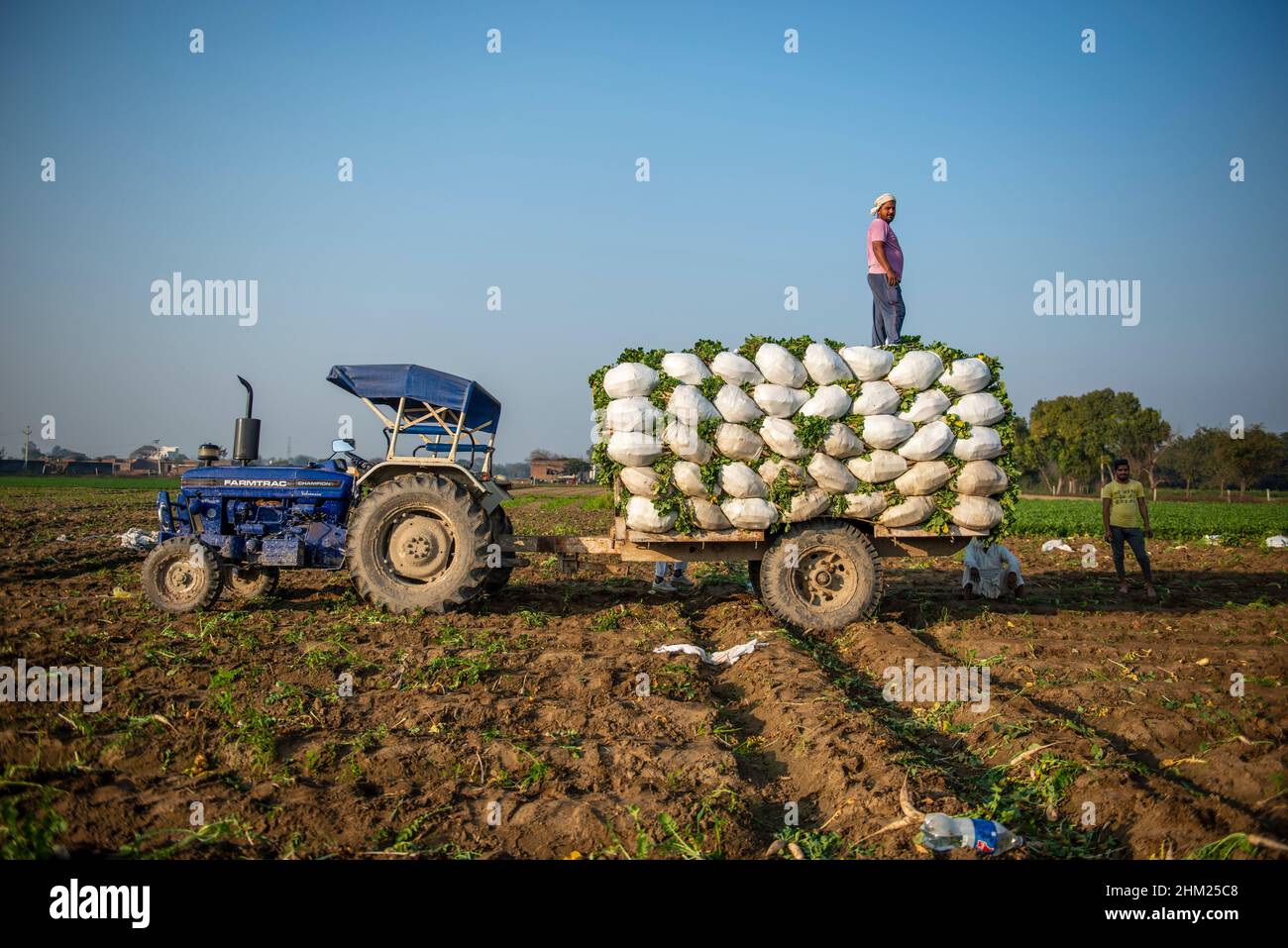 Baghpat, India. 06th Feb, 2022. A tractor trolly loaded with sacks of radish in farming field ...