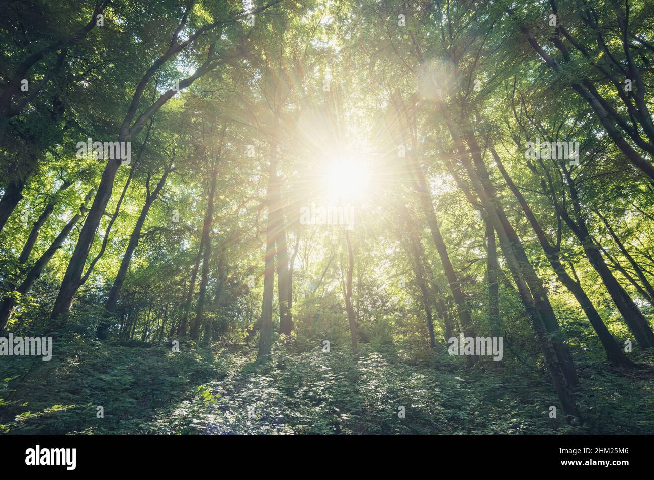 Forest clearing at dusk hi-res stock photography and images - Alamy