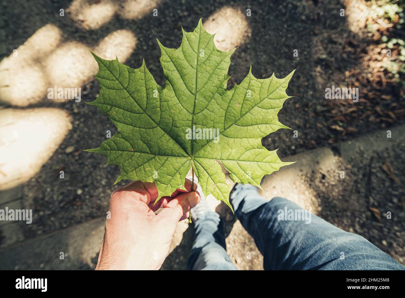male hand holding leaf at a summer day in the forest, Point of view ...