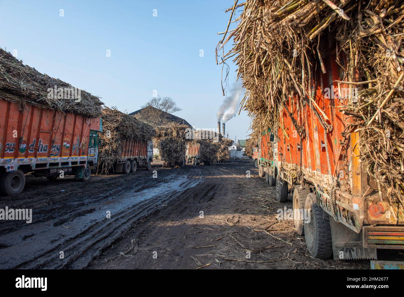 Trucks seen loaded with harvested Sugarcane waiting in queue outside at ...