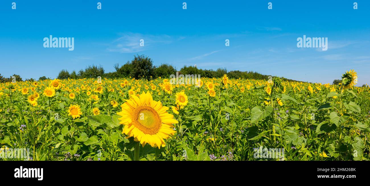 Sunflower field panorama Stock Photo - Alamy