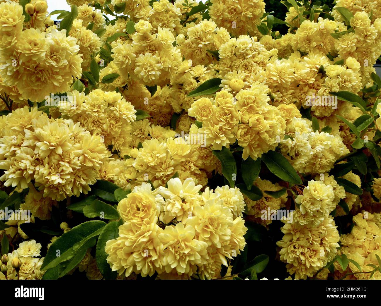 Yellow roses texas hi-res stock photography and images - Alamy