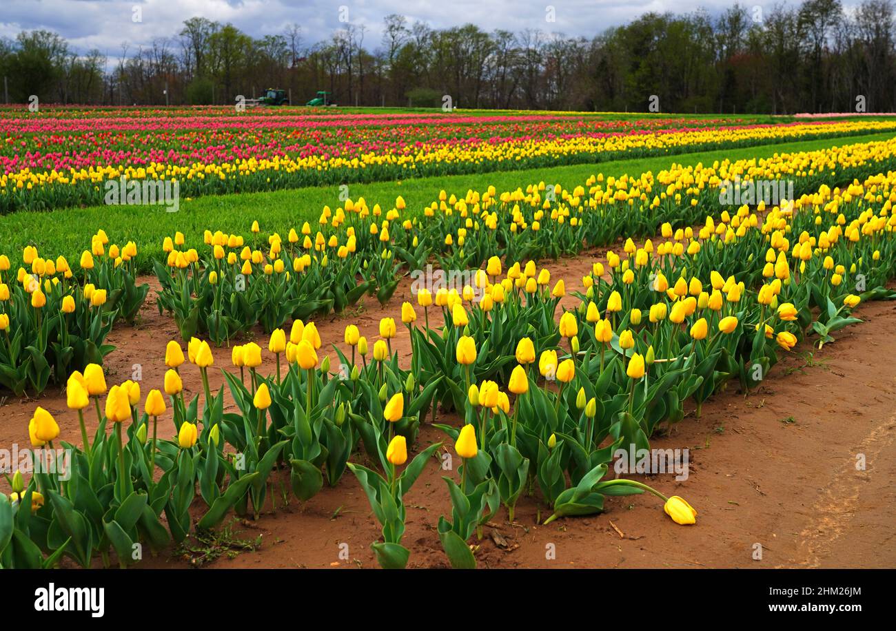 View of a colorful tulip field with flowers in bloom in Cream Ridge ...