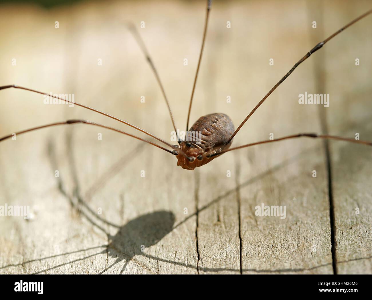 Brown daddy long legs hi-res stock photography and images - Alamy