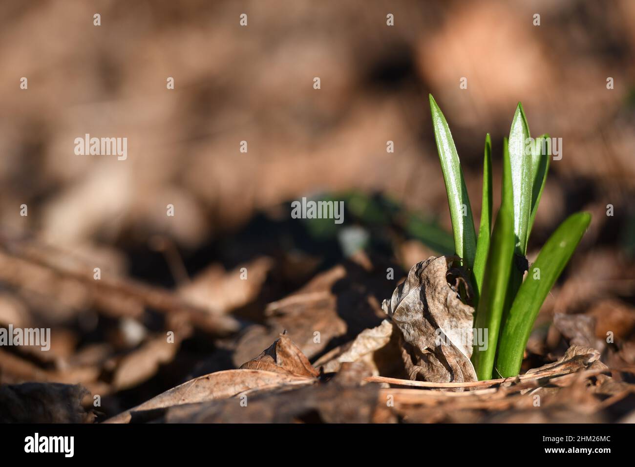 At a dry sprout hi-res stock photography and images - Alamy