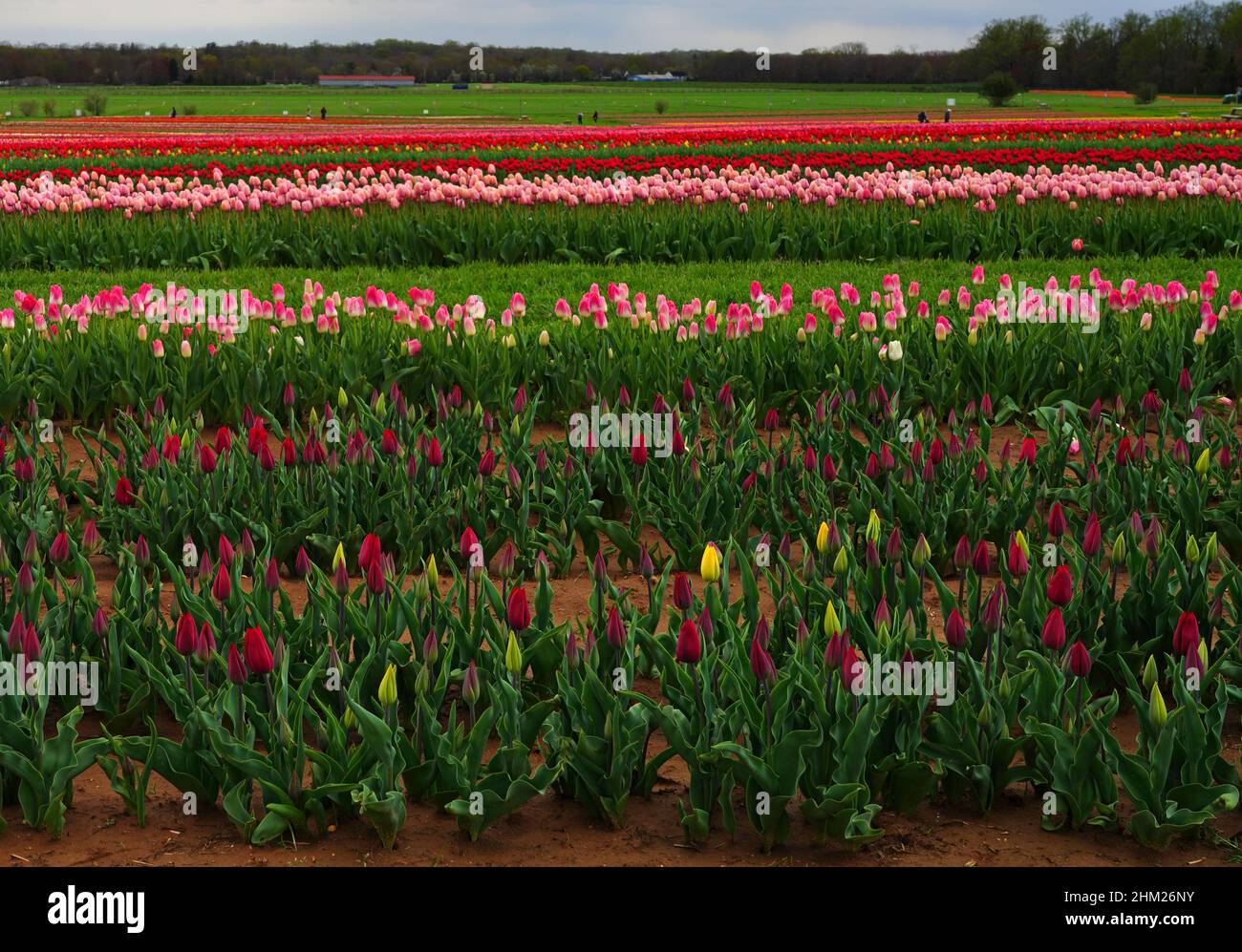 View of a colorful tulip field with flowers in bloom in Cream Ridge ...