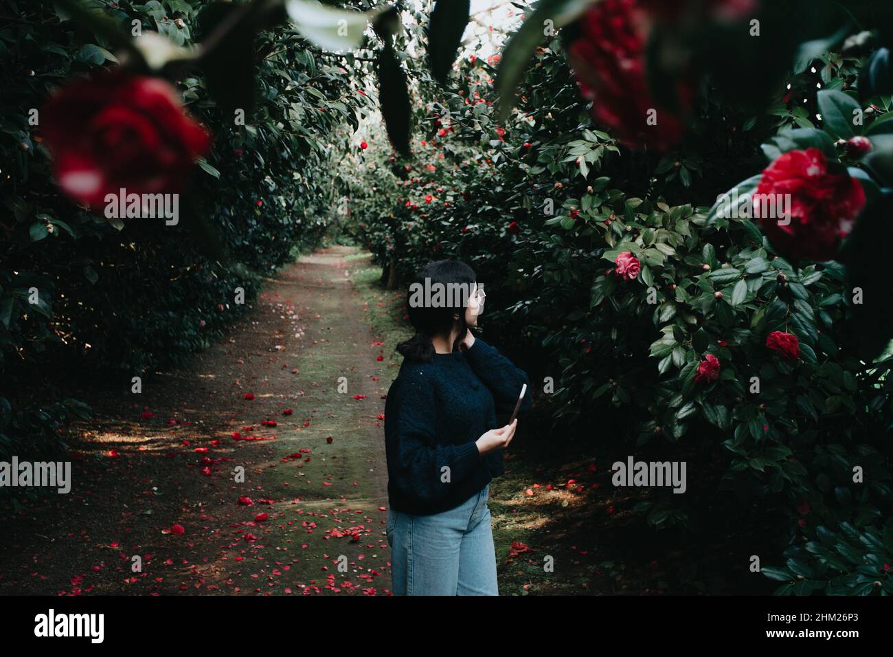 A young woman walking through a garden of red roses while using her ...