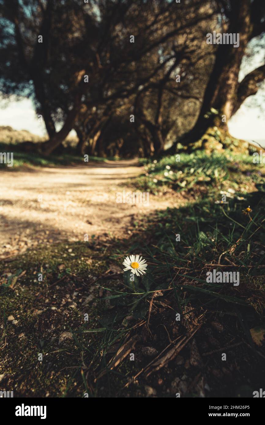 A single daisy in a giant trees garden with copy space Stock Photo - Alamy