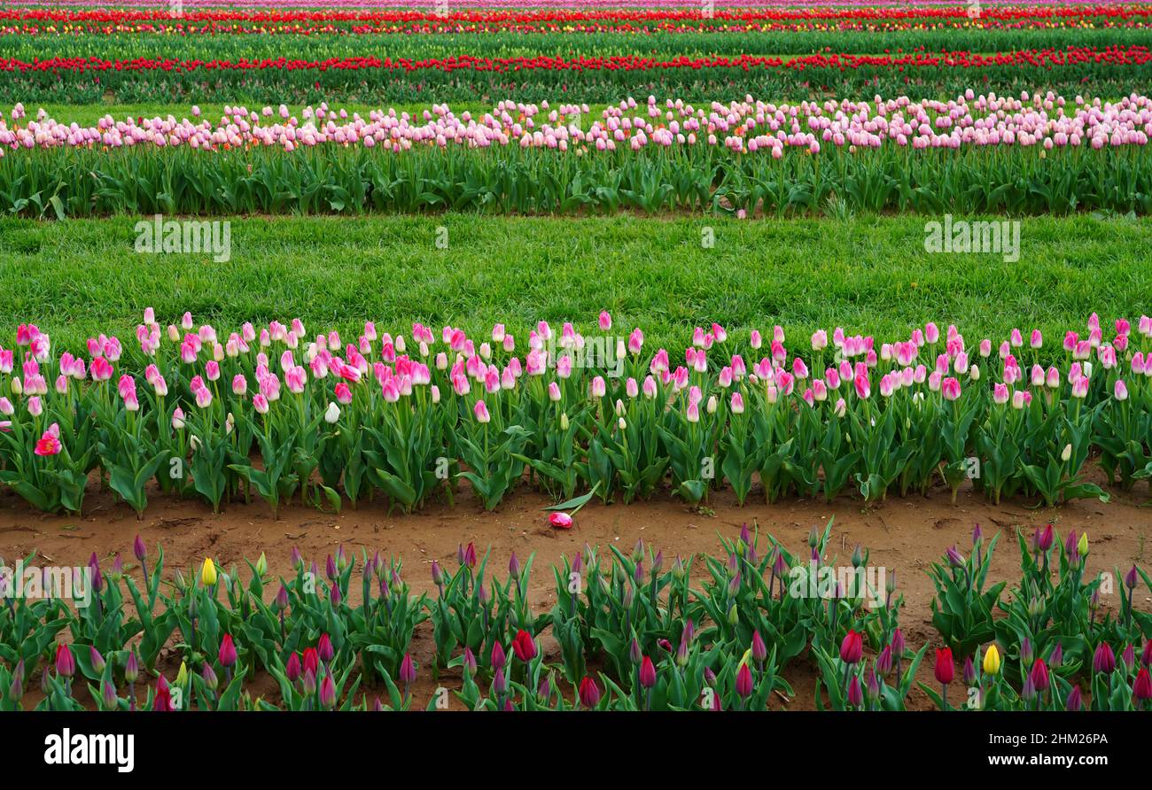 View of a colorful tulip field with flowers in bloom in Cream Ridge ...