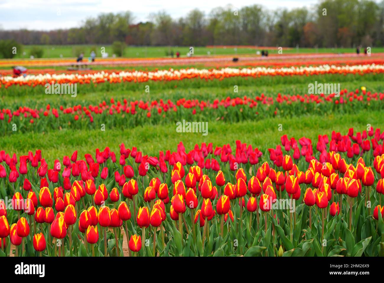 View of a colorful tulip field with flowers in bloom in Cream Ridge ...