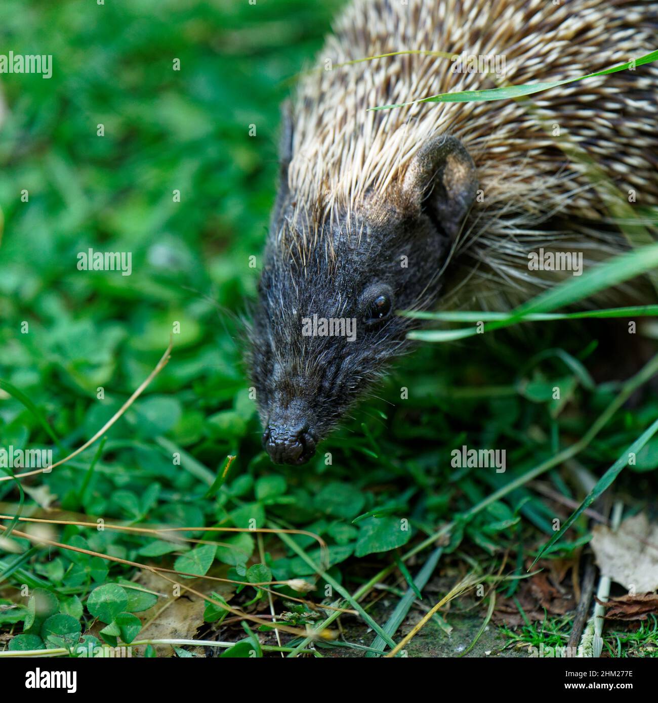 A hedgehog. A major threat to ground nesting birds and insects ...