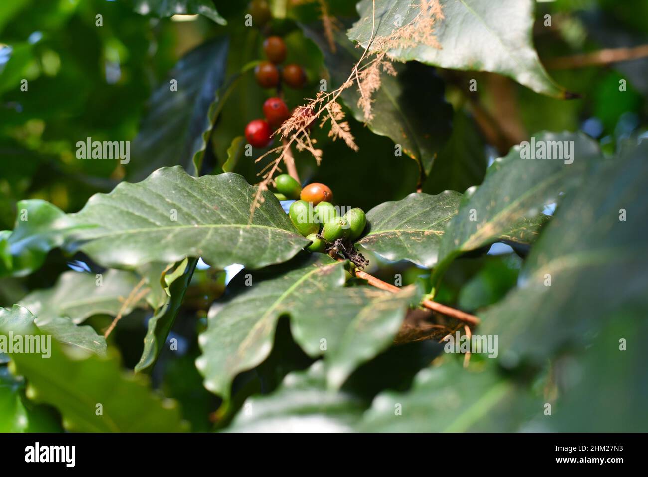Coffea arabica tree fruit known as the Arabian coffee Stock Photo - Alamy