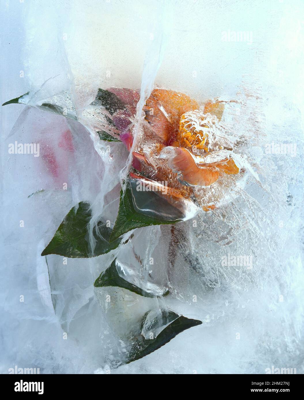 Frozen flowers inside of ice Stock Photo - Alamy