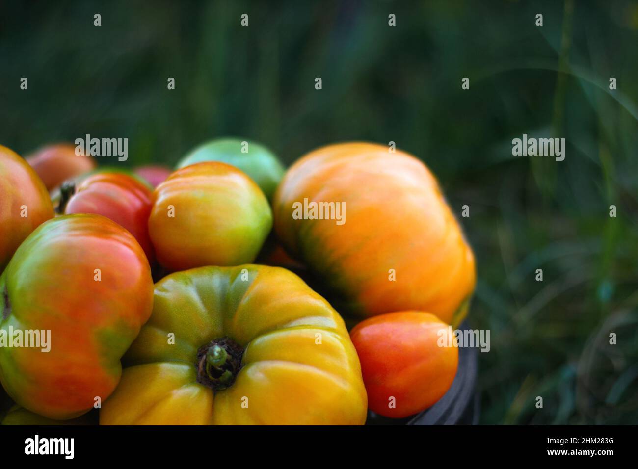 Tomato collection outside. Tomatoes on green garden nature background ...
