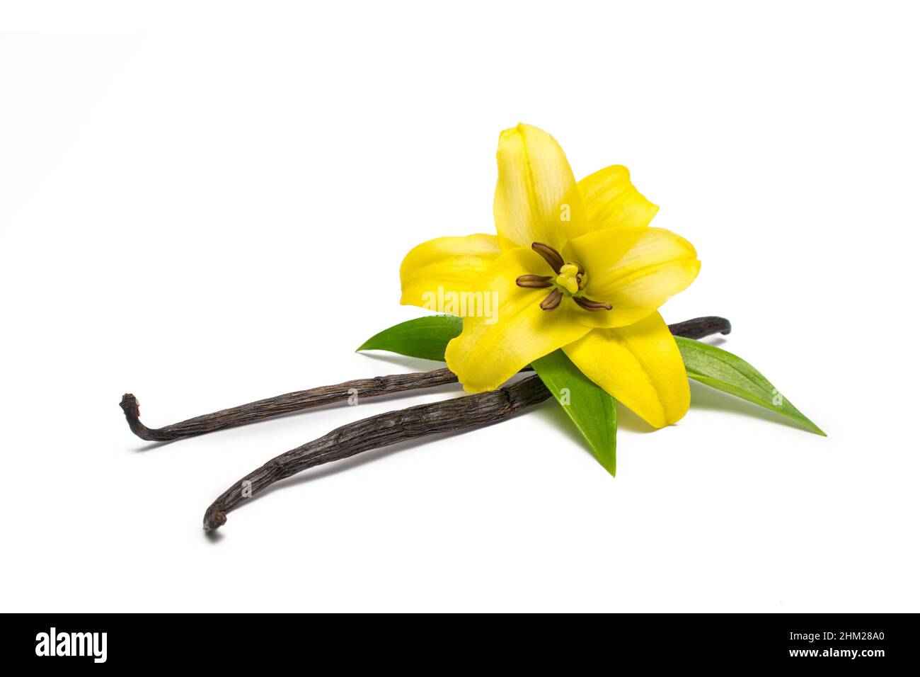 Closeup yellow cream flower Cut Out Stock Images & Pictures - Alamy
