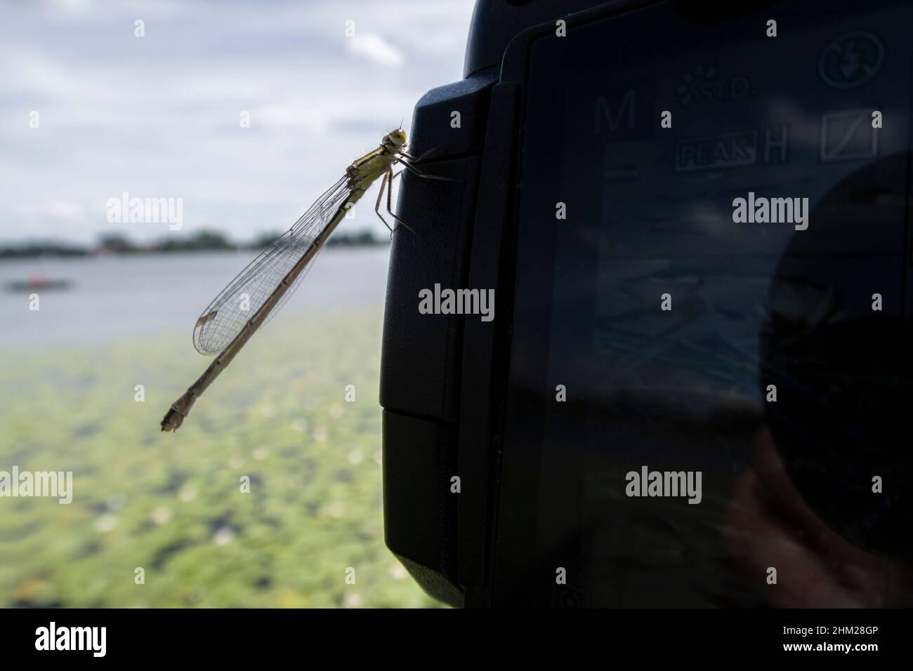 dragonfly insect photo with a macro lens on a camera Stock Photo - Alamy