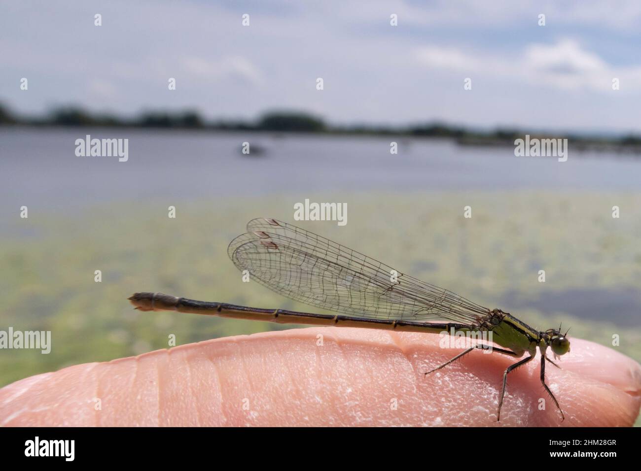 dragonfly insect photo with a macro lens on a camera Stock Photo - Alamy