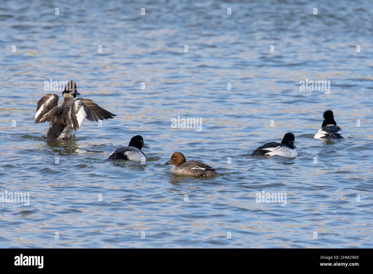 The flock of diving duck. The Common Goldeneye and Greater scaup in a ...