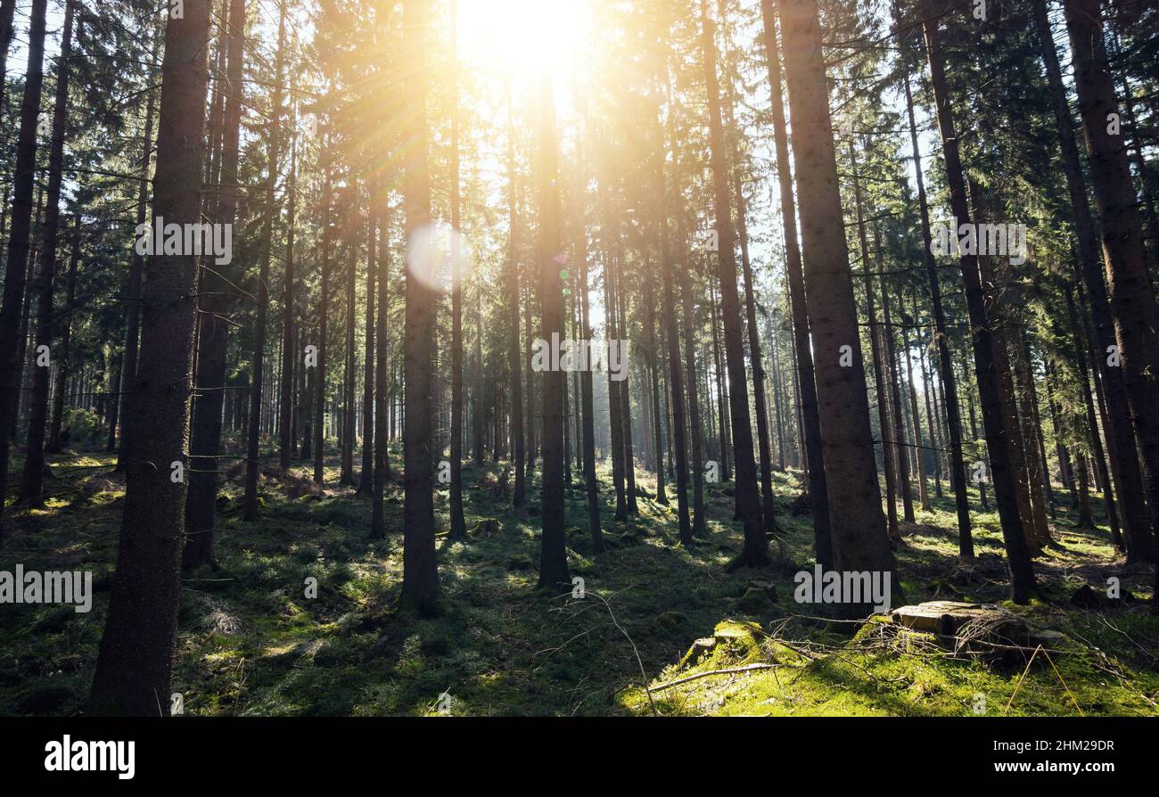 Sunshine forest trees - Peaceful outdoor scene Stock Photo - Alamy