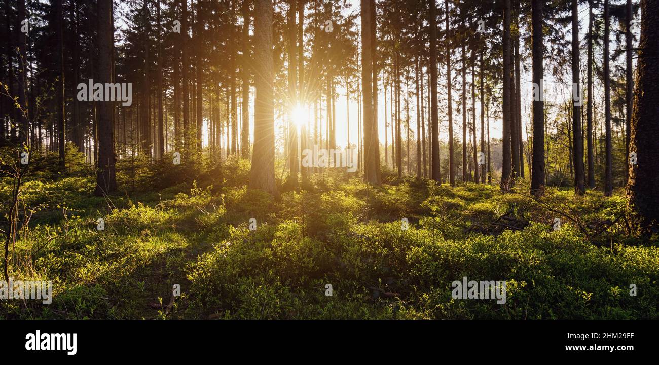 forest trees backlight by golden sunlight before sunset with sun rays ...