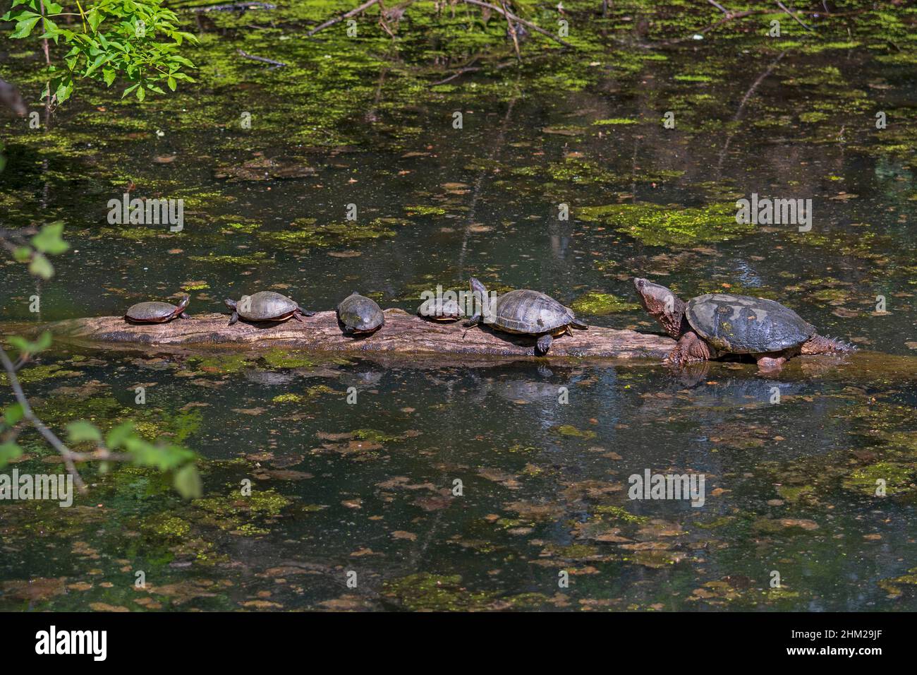 Ohio River Turtles