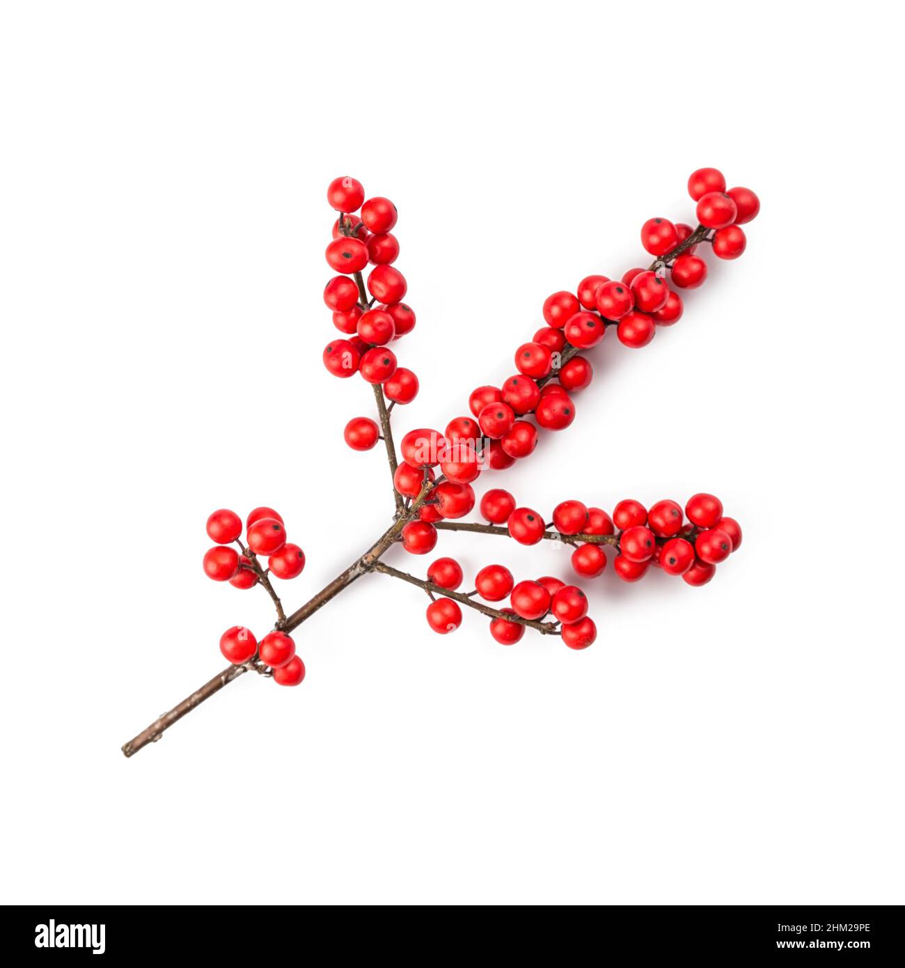 european holly isolated on white background Stock Photo - Alamy