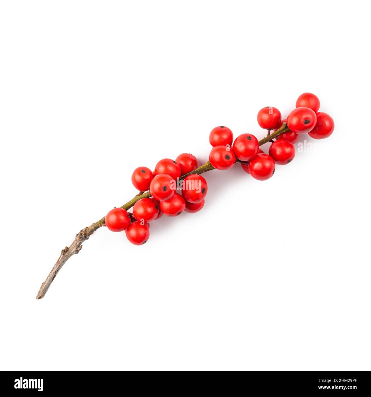 European Holly (Ilex aquifolium) red fruit berrys Stock Photo - Alamy