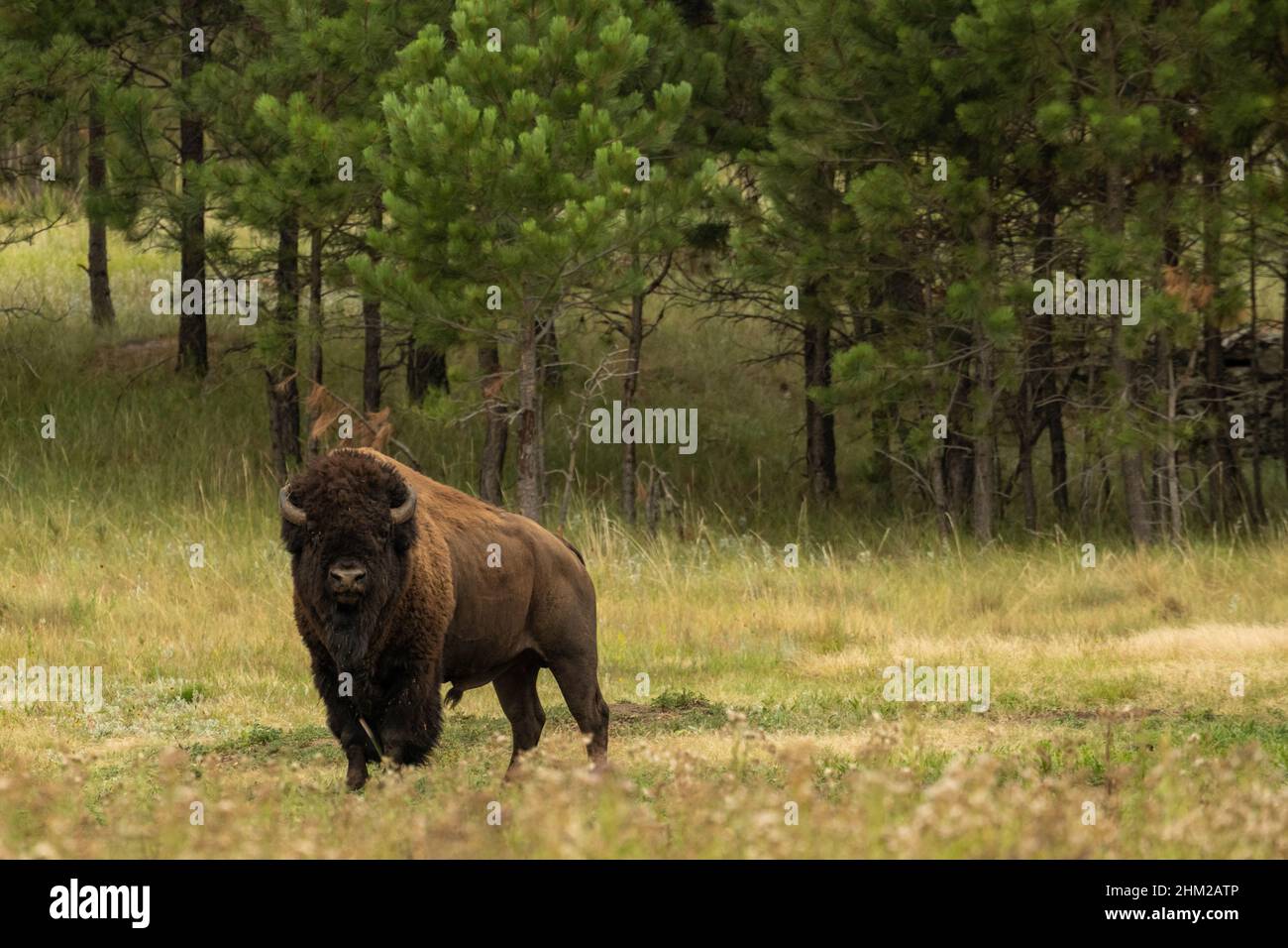 Male Bison Stands At Attention On Forest Edge in Wind Cave National ...