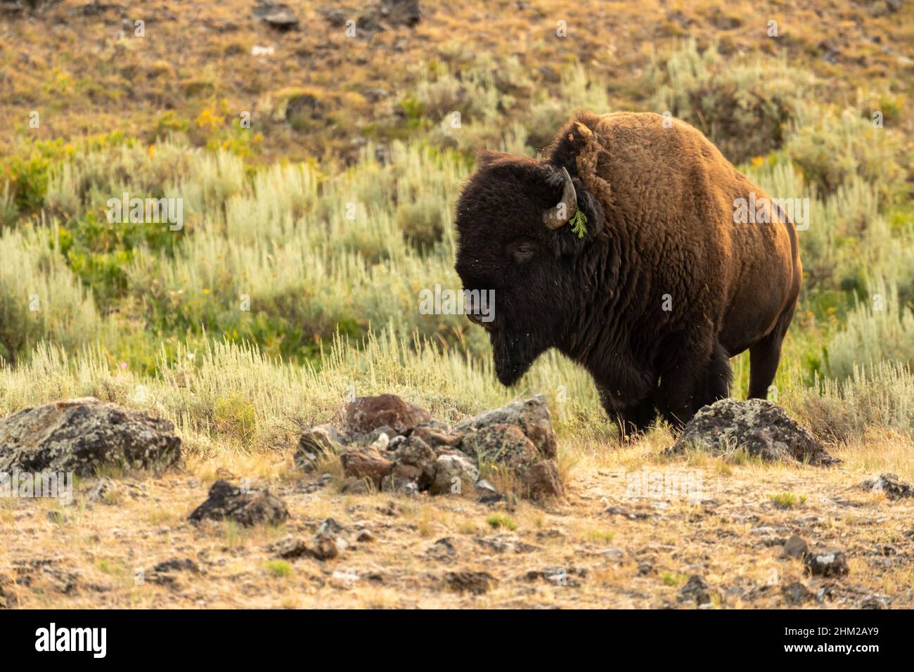 Male Bison With Pine Branch Stuck Behind Horn Climbs A Rocky Hill in ...