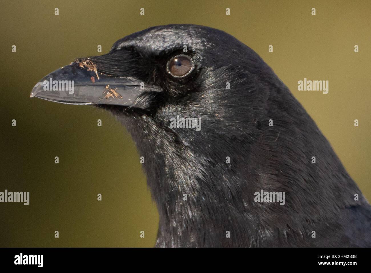 American Crow up close Stock Photo - Alamy