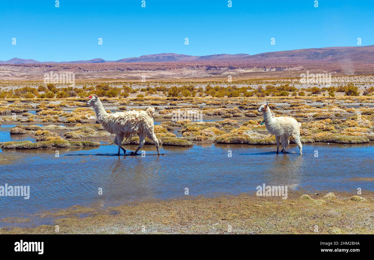 Two llama (Lama glama) walking up a stream in the Andean altiplano ...