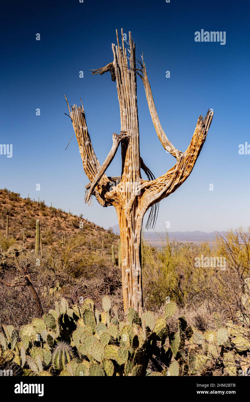 Old Saguaro Cactus Decomposing In Desert in Saguaro National Park Stock ...
