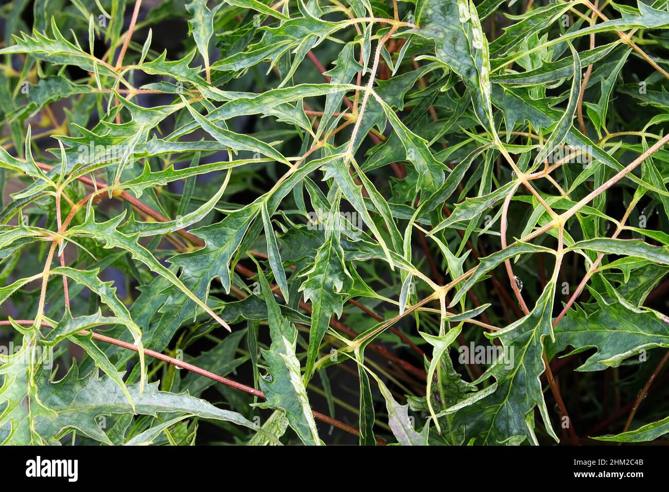 Spiny foliage hi-res stock photography and images - Alamy