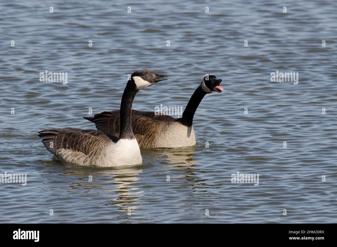 Honking geese hi-res stock photography and images - Alamy