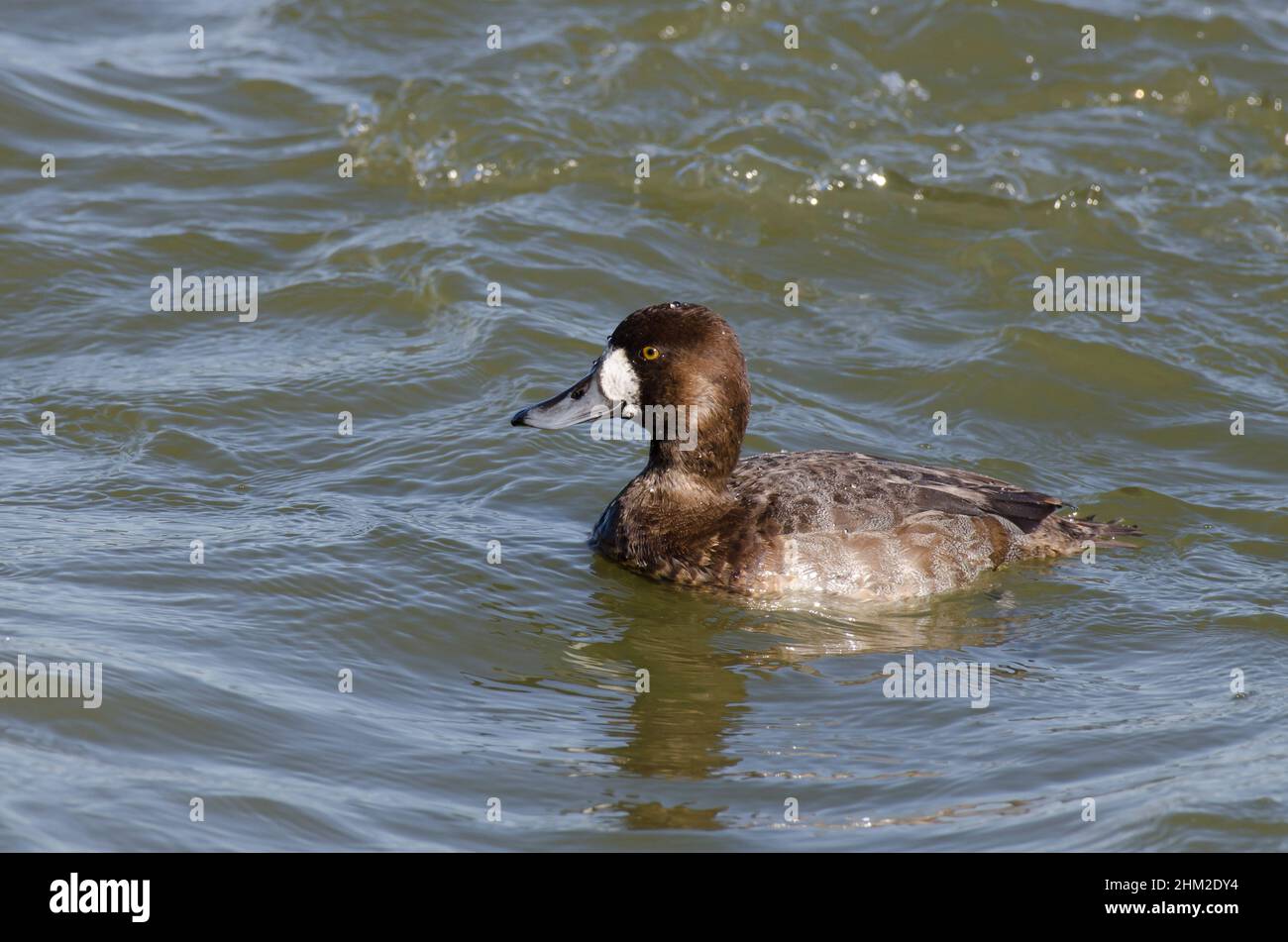 Greater Scaup, Aythya marila, female Stock Photo - Alamy
