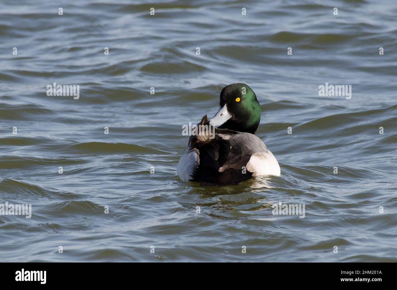 Greater Scaup, Aythya marila, male preening Stock Photo - Alamy