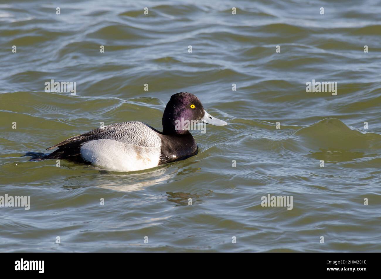 Lesser Scaup, Aythya affinis, male Stock Photo - Alamy