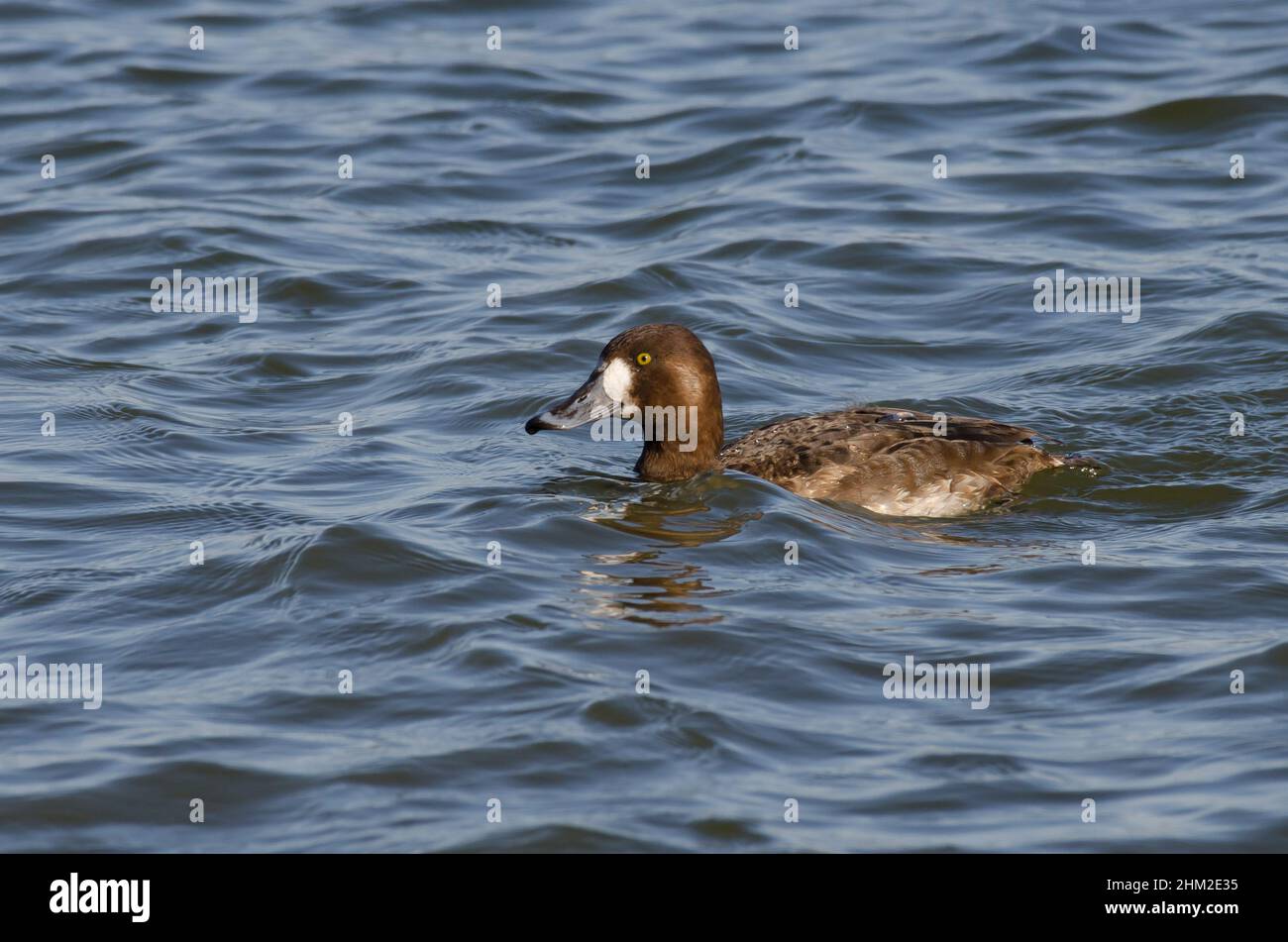Female scaup hi-res stock photography and images - Alamy