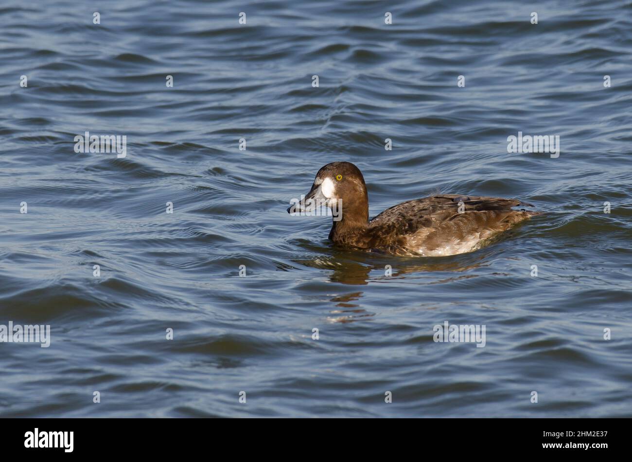 Greater Scaup, Aythya marila, female Stock Photo - Alamy
