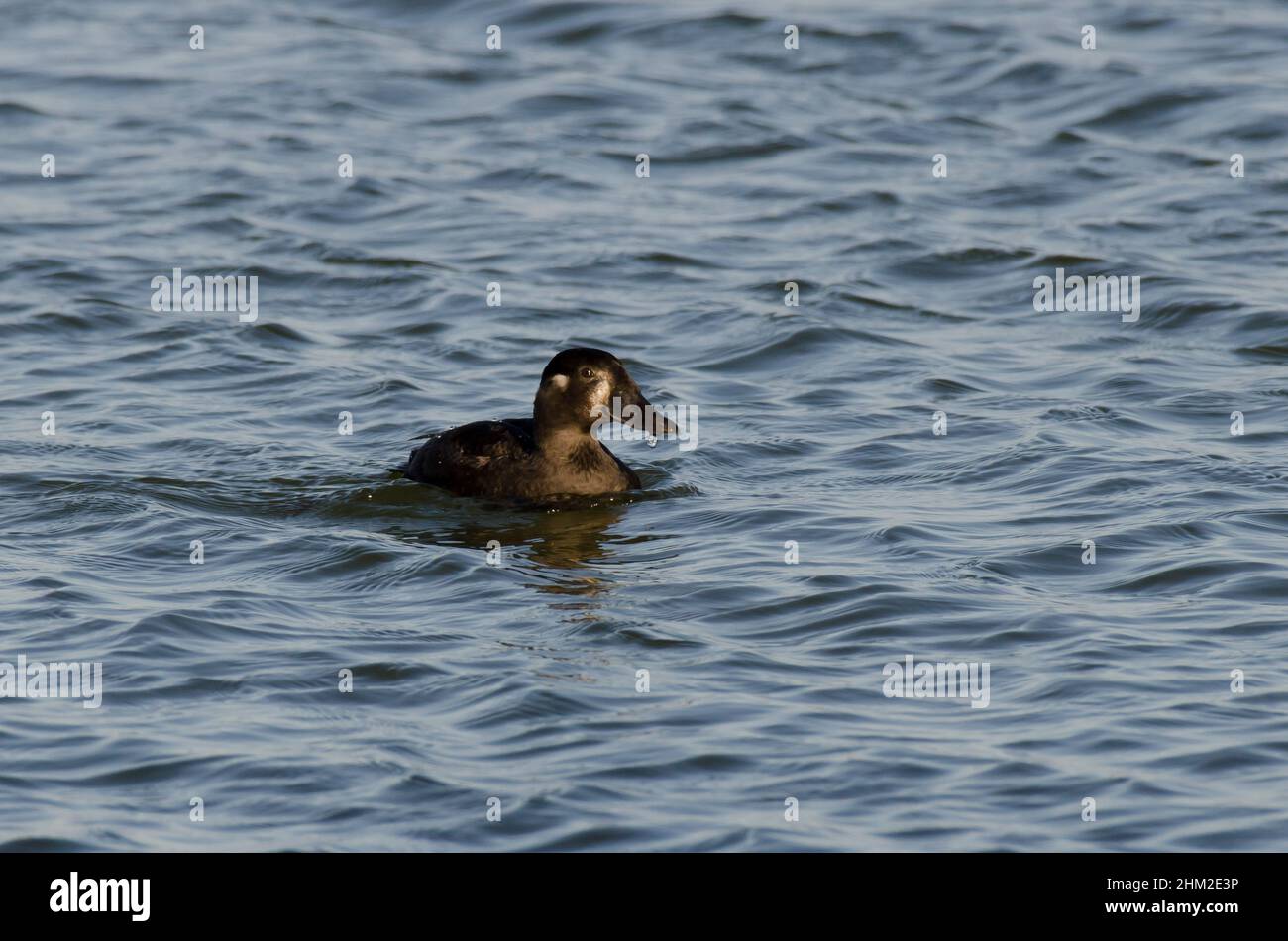 Surf Scoter, Melanitta perspicillata, female Stock Photo - Alamy