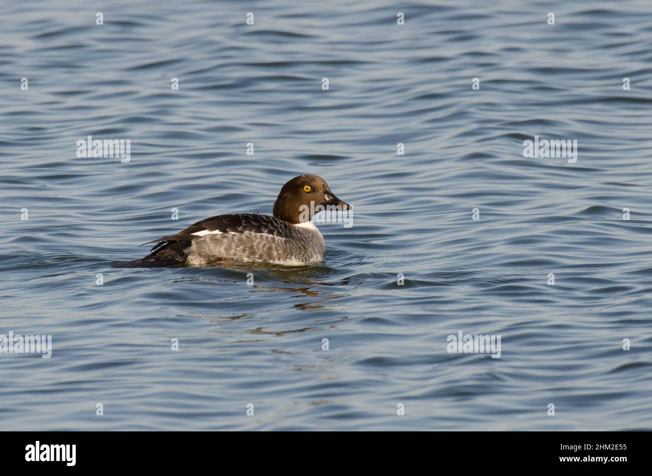 Common Goldeneye, Bucephala clangula, female Stock Photo - Alamy