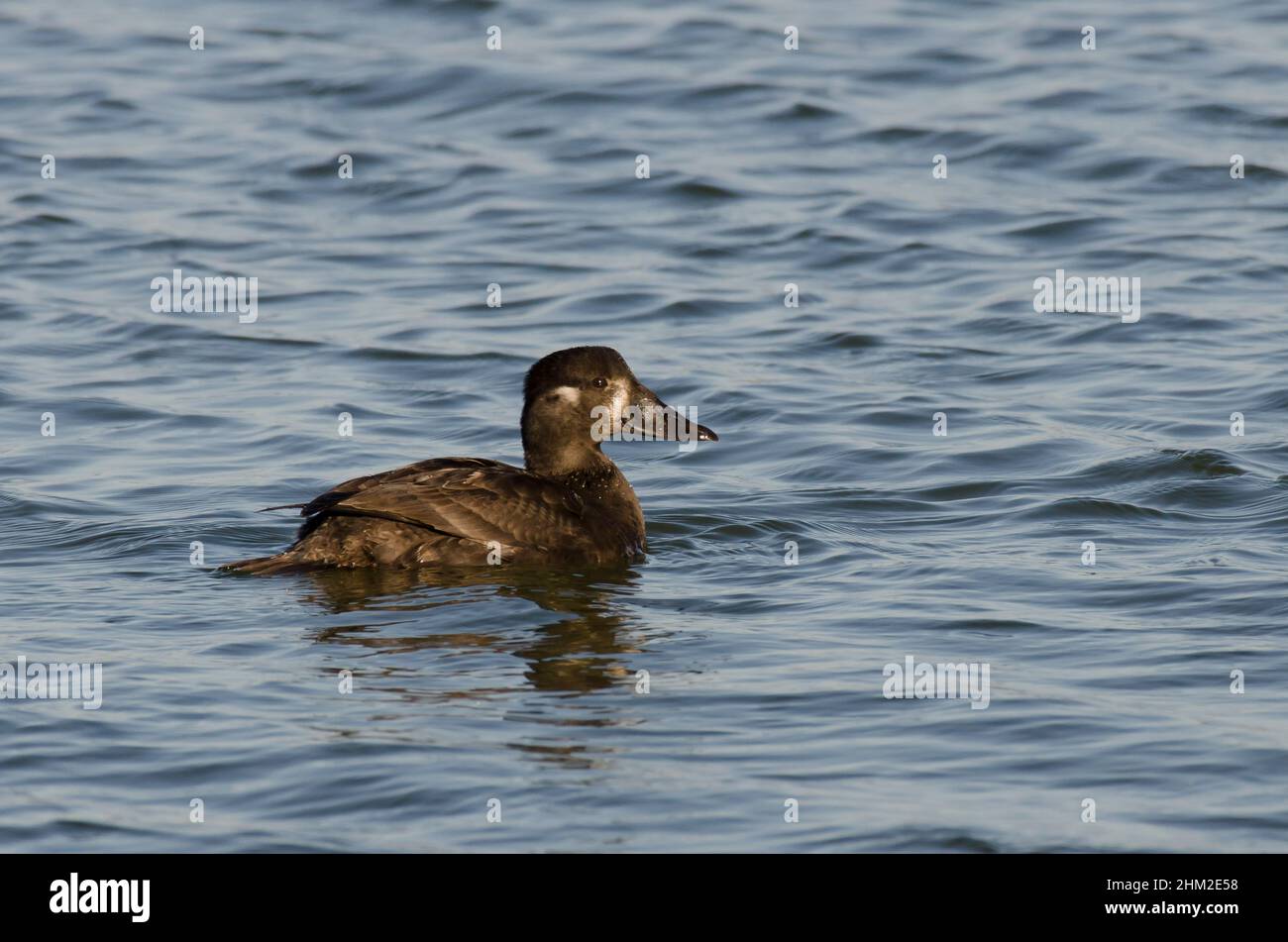 Surf scoter female hi-res stock photography and images - Alamy