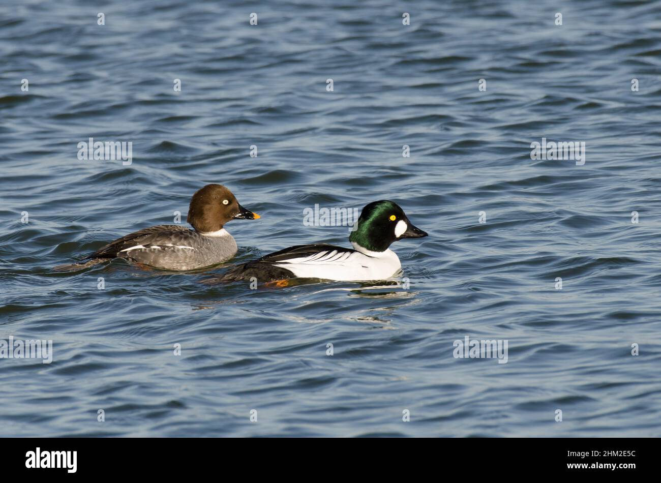 Common Goldeneyes, Bucephala clangula, male and female Stock Photo - Alamy