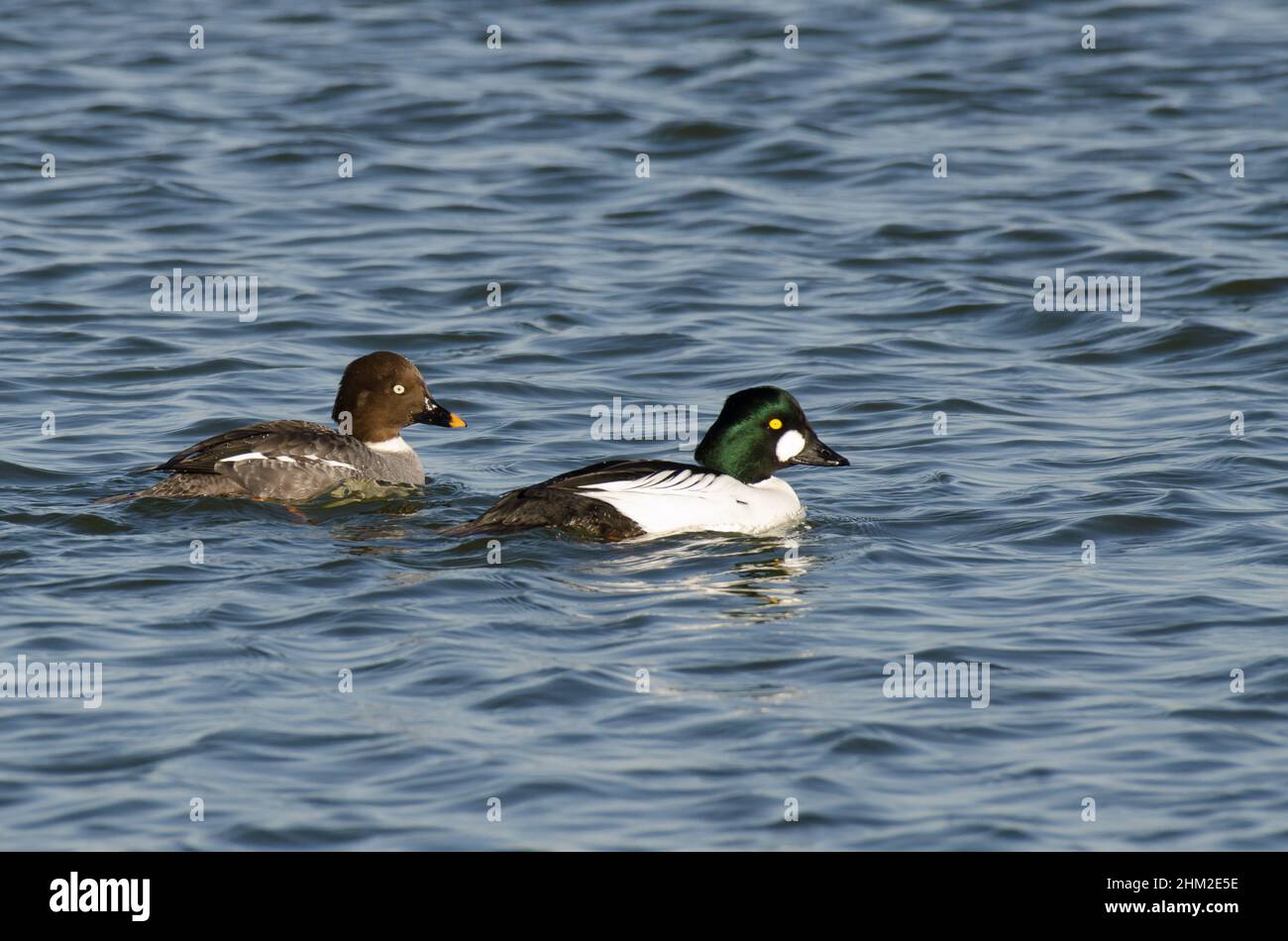 Common Goldeneyes, Bucephala clangula, male and female Stock Photo - Alamy