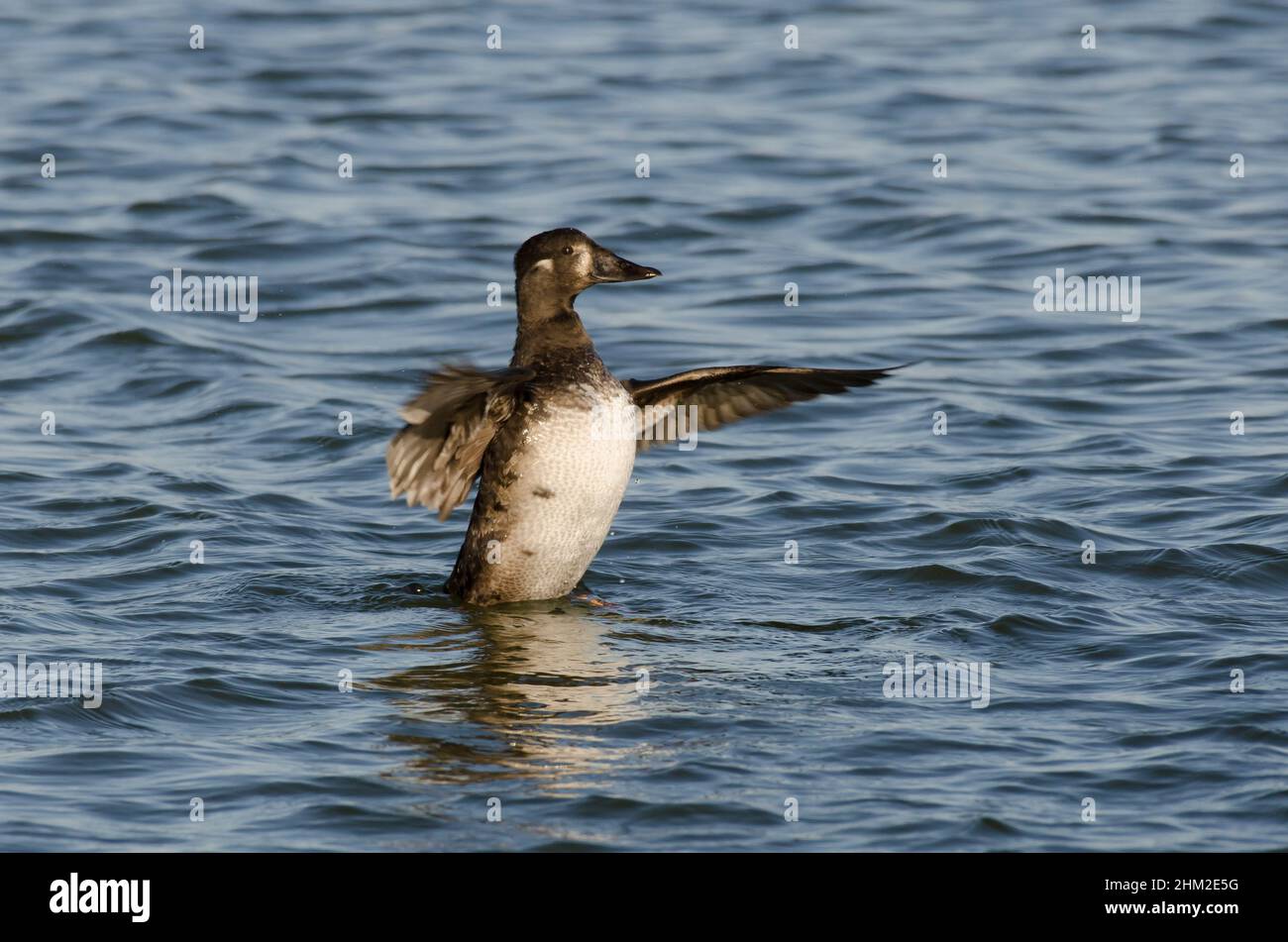 Water wing hi-res stock photography and images - Alamy
