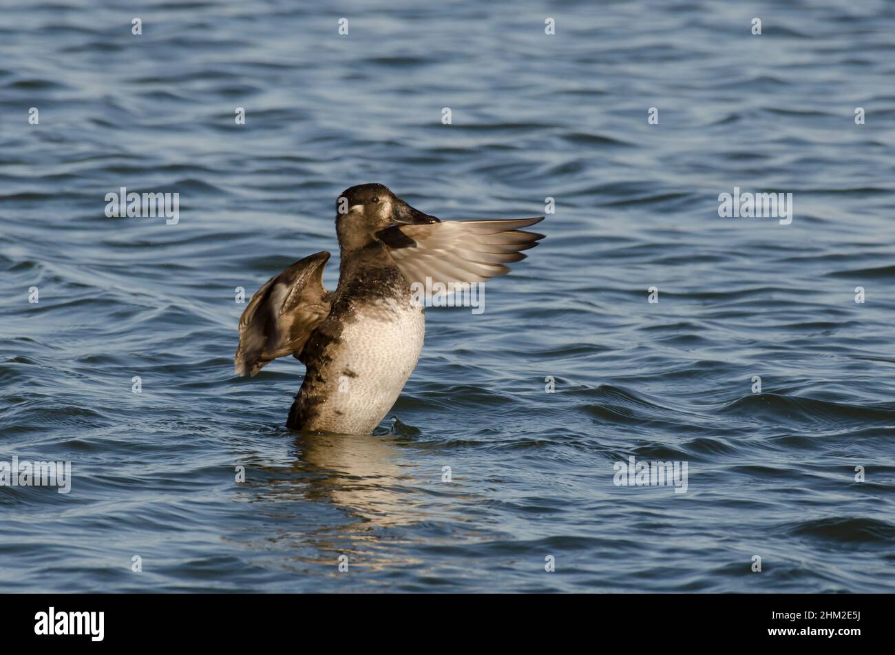 Surf Scoter, Melanitta perspicillata, female wing flapping Stock Photo ...