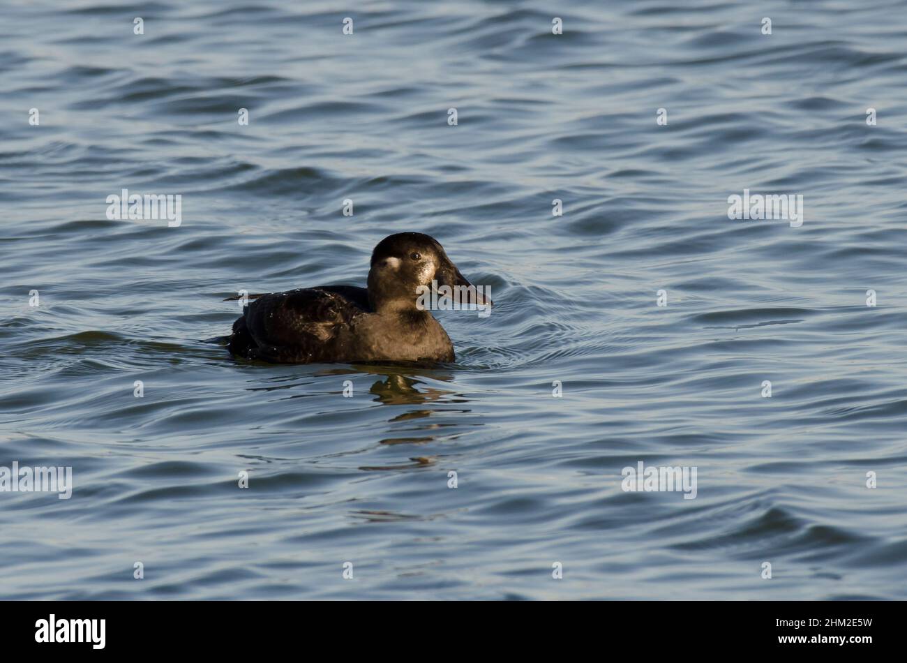 Surf Scoter, Melanitta perspicillata, female Stock Photo - Alamy