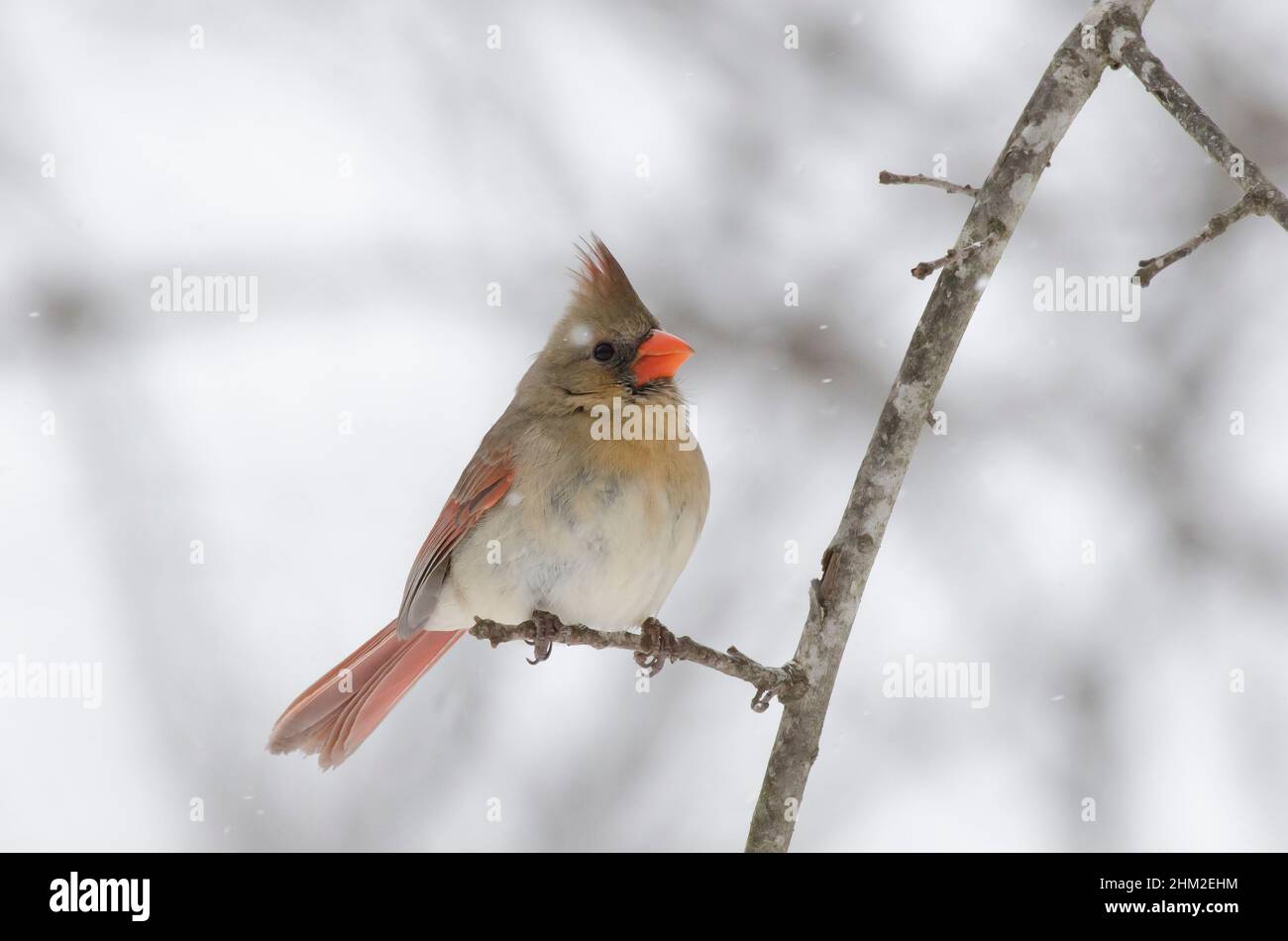 Northern Cardinal, Cardinalis cardinalis, female in heavy snowstorm ...