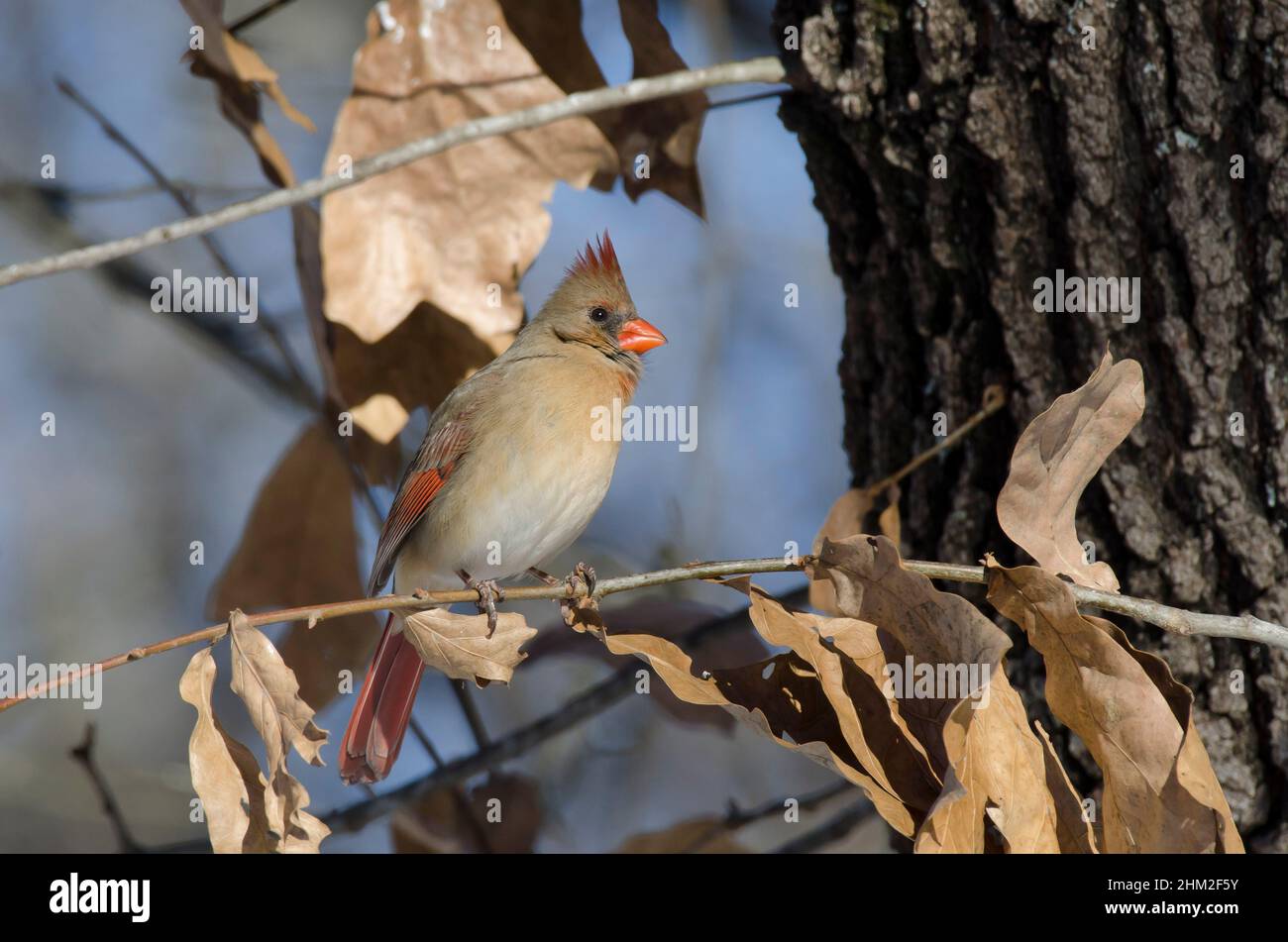 Northern Cardinal, Cardinalis cardinalis, female Stock Photo - Alamy